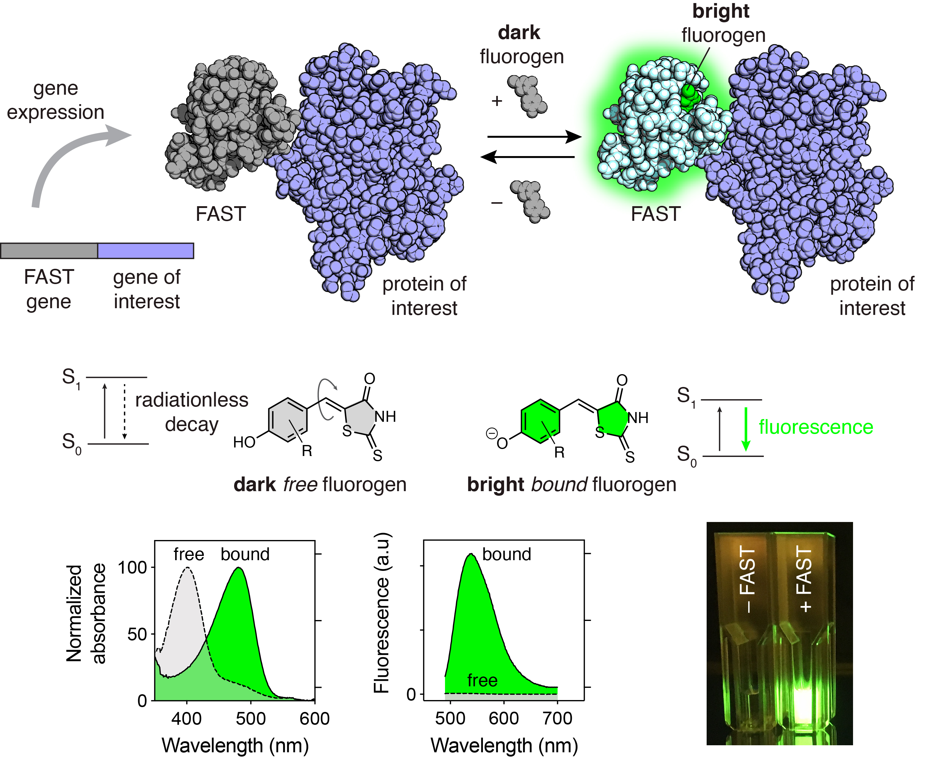 Research | Chemogenetics to image and control cells
