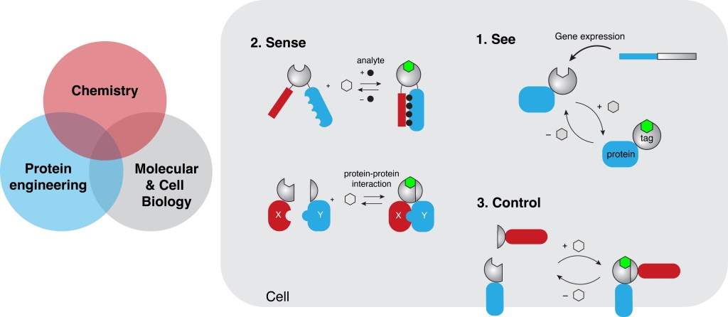 Chemogenetics to image and control cells | Head: Prof. Arnaud Gautier